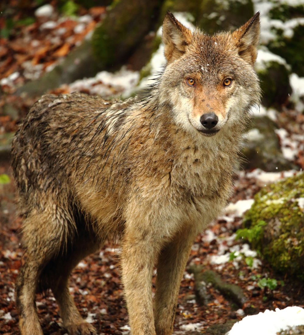 Bienvenue à la Maison des Loups - Orlu - Ariège